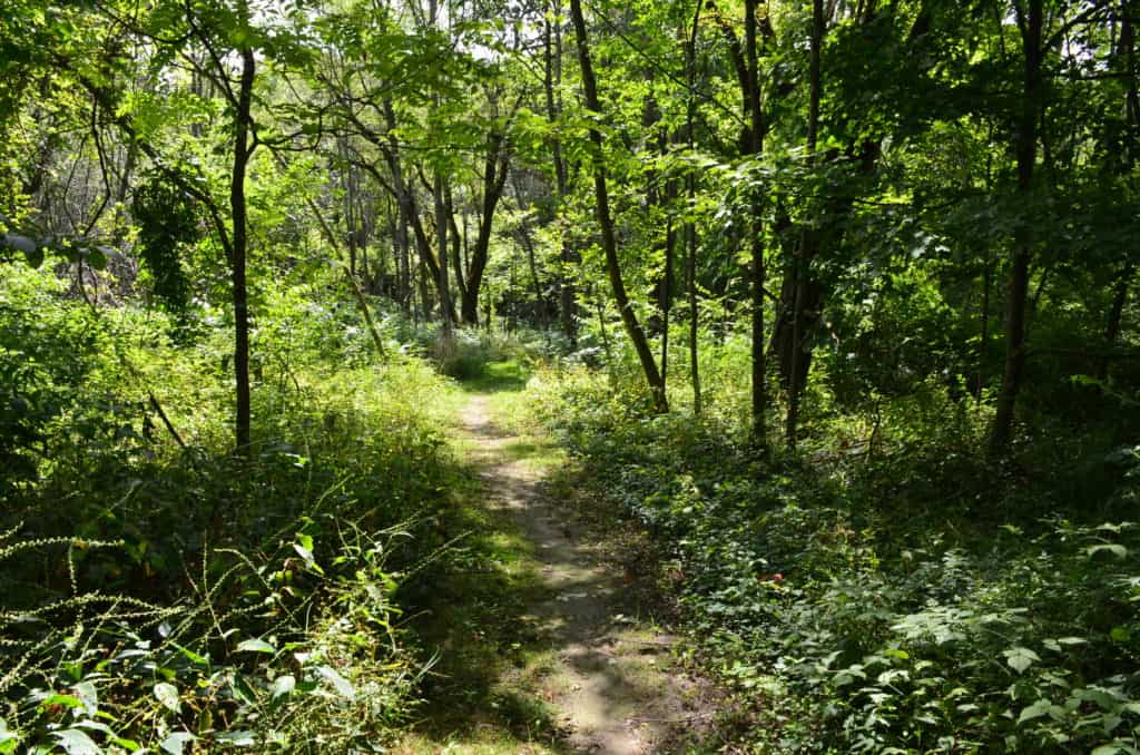 Pinhook Bog (Indiana Dunes National Park) - Nomadic Niko