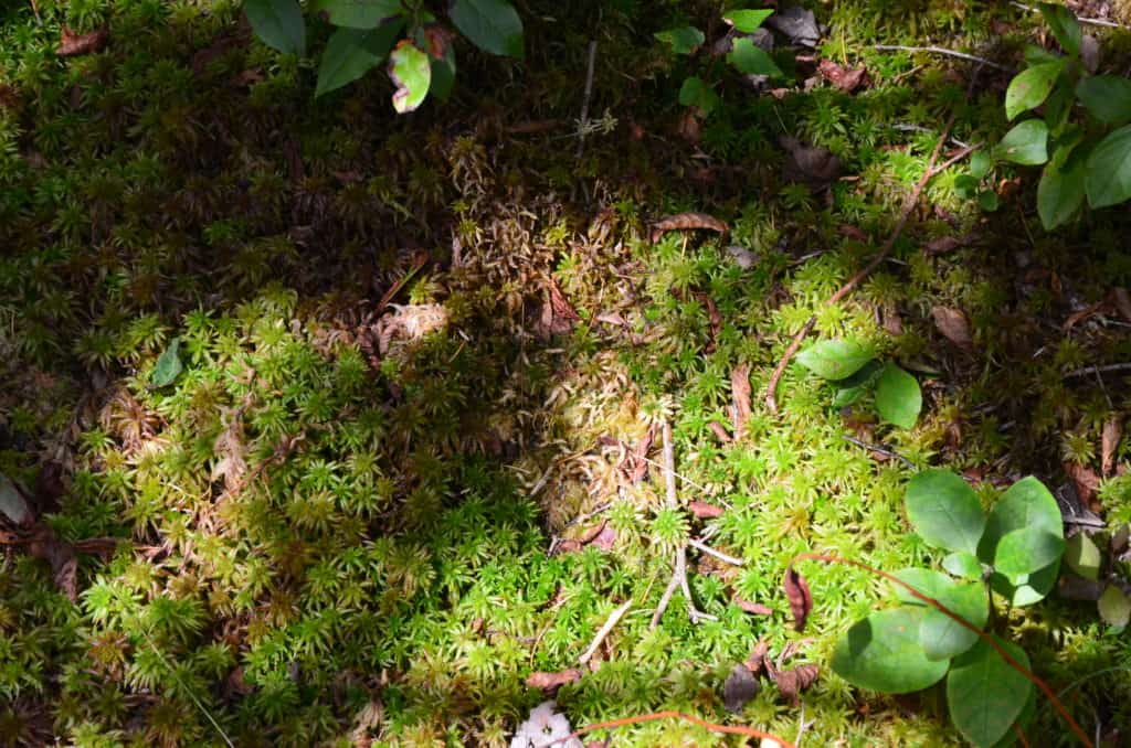 Pinhook Bog (Indiana Dunes National Park) - Nomadic Niko