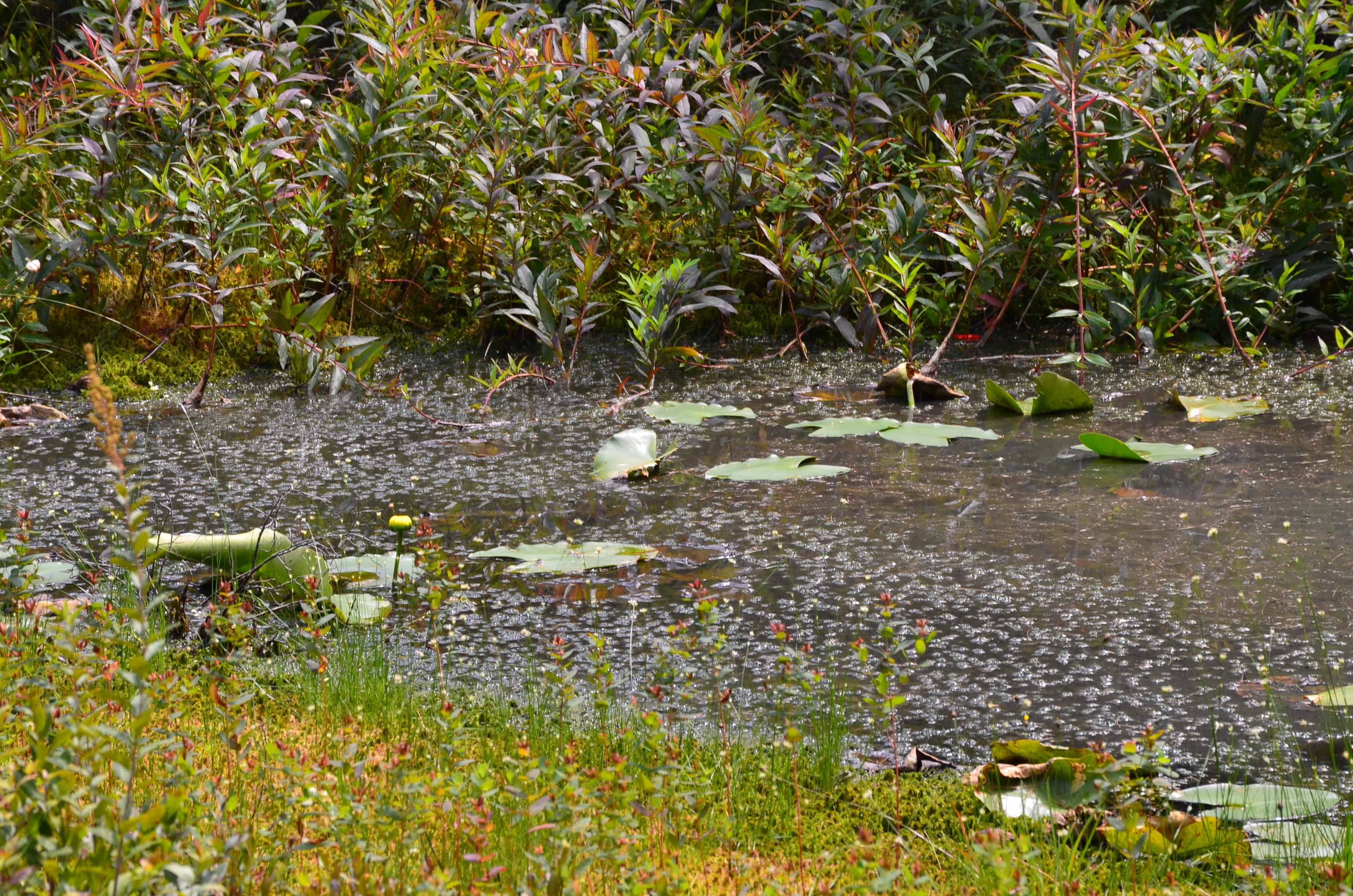 Pinhook Bog (Indiana Dunes National Park) - Nomadic Niko