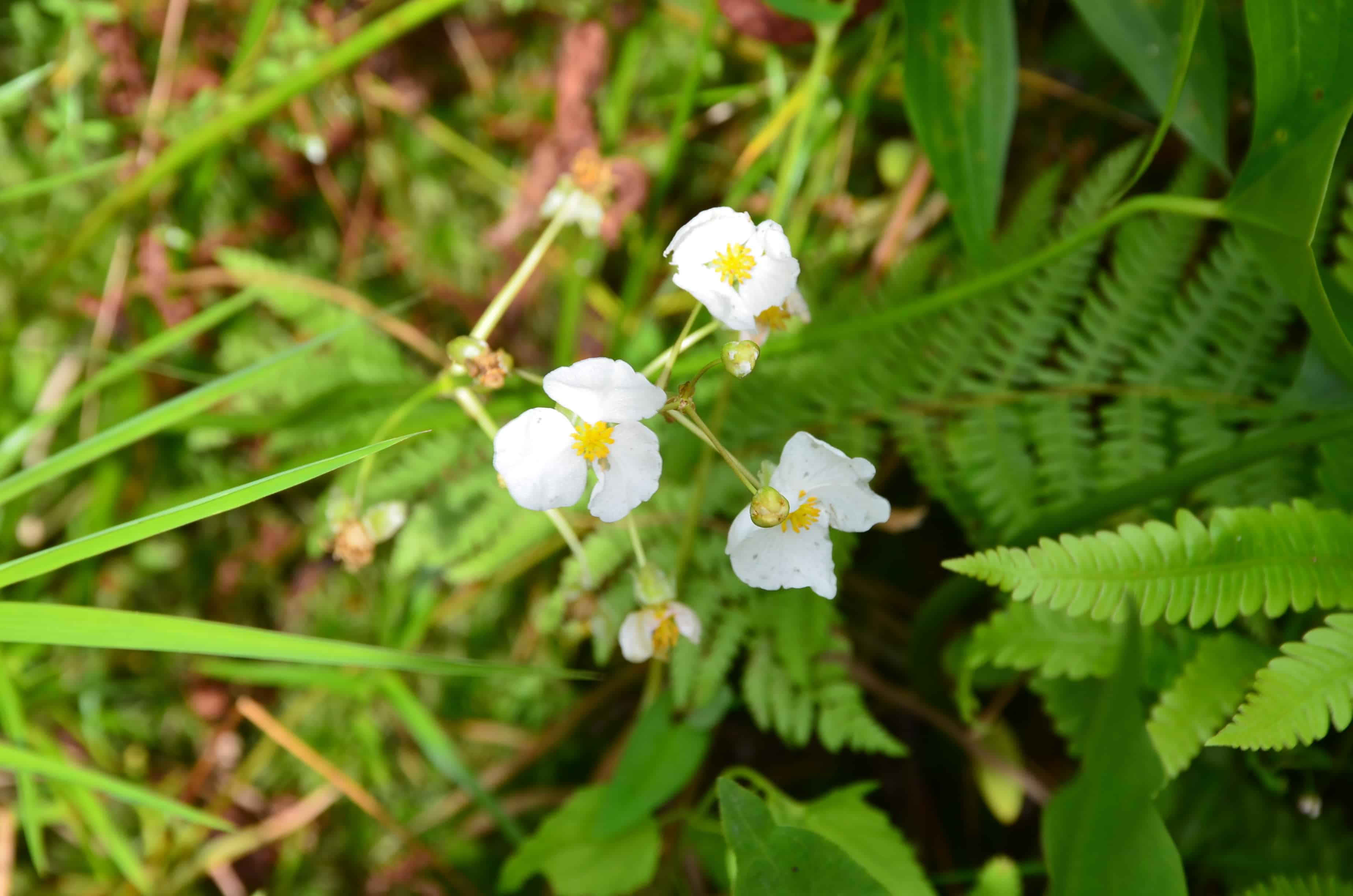 Pinhook Bog (Indiana Dunes National Park) - Nomadic Niko