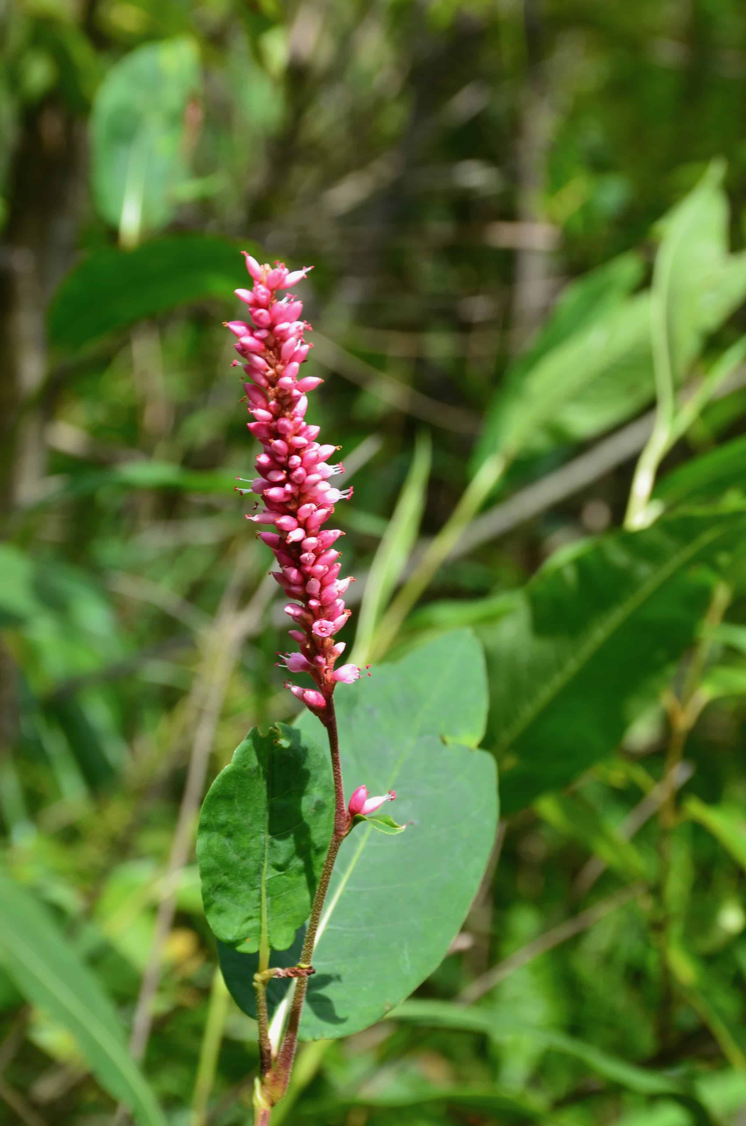 Pinhook Bog (Indiana Dunes National Park) - Nomadic Niko