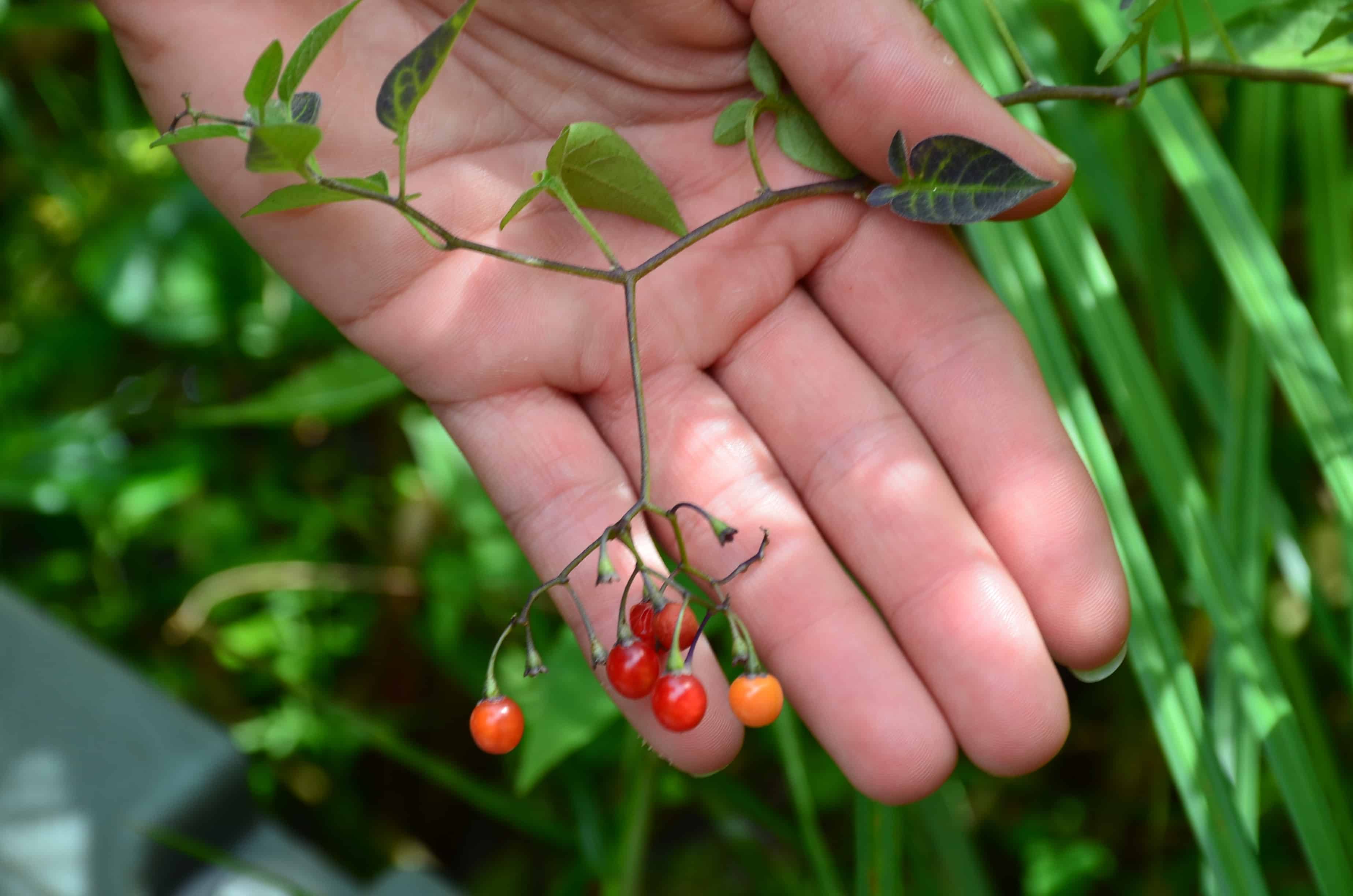 Pinhook Bog (Indiana Dunes National Park) - Nomadic Niko