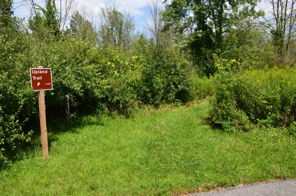 Pinhook Bog (Indiana Dunes National Park) - Nomadic Niko