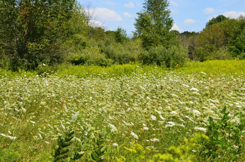 Pinhook Bog (Indiana Dunes National Park) - Nomadic Niko