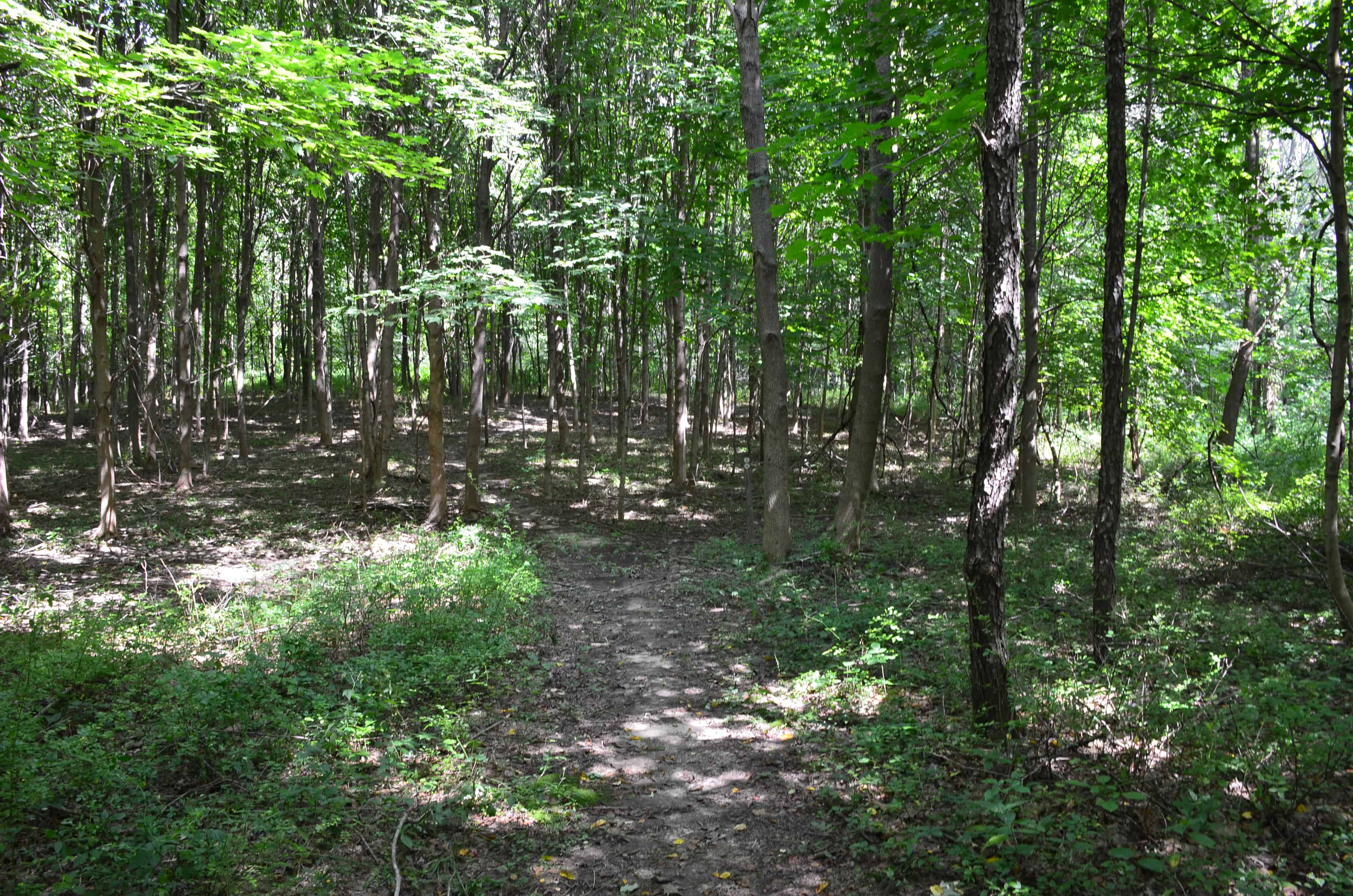 Pinhook Bog (Indiana Dunes National Park) - Nomadic Niko