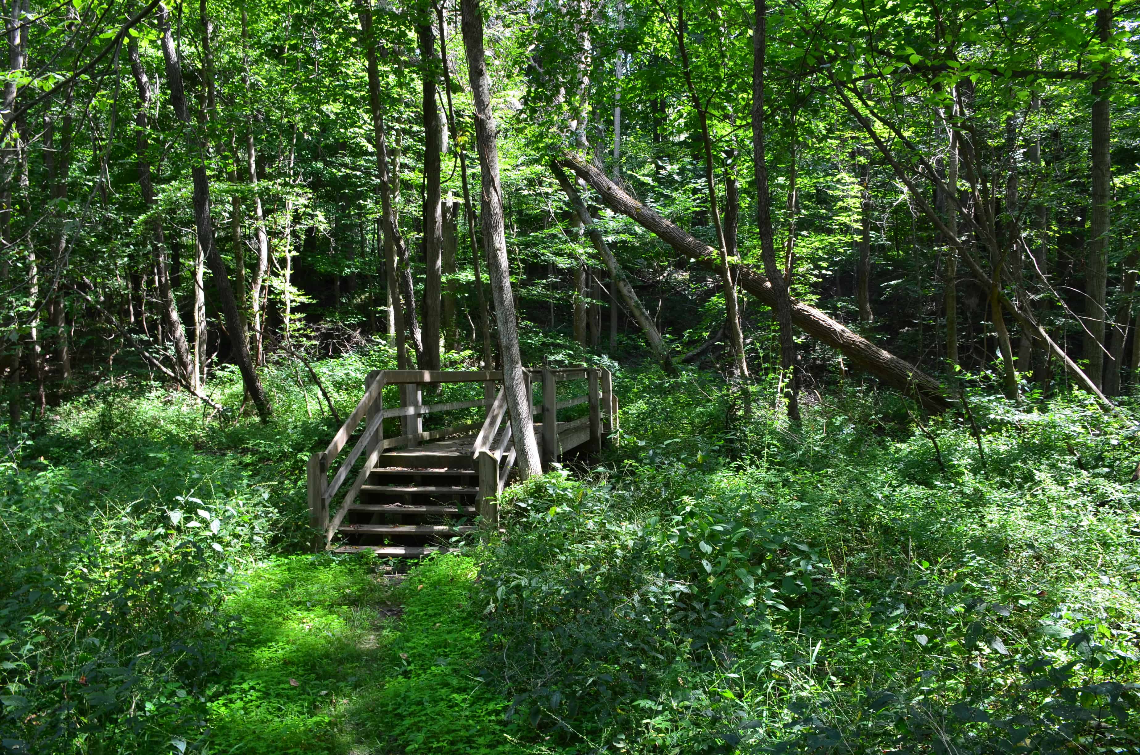 Pinhook Bog (Indiana Dunes National Park) - Nomadic Niko