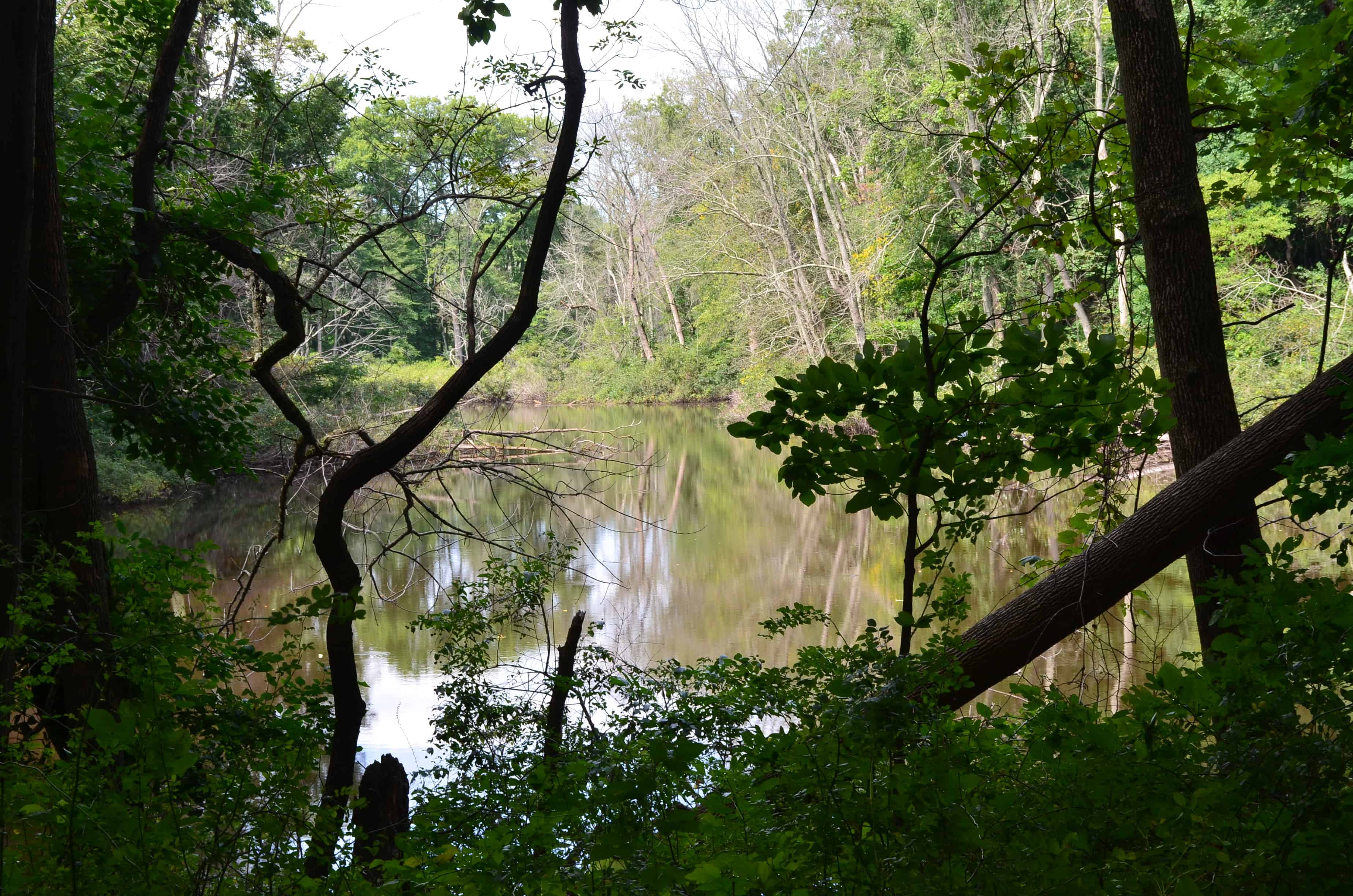 Pinhook Bog (Indiana Dunes National Park) - Nomadic Niko