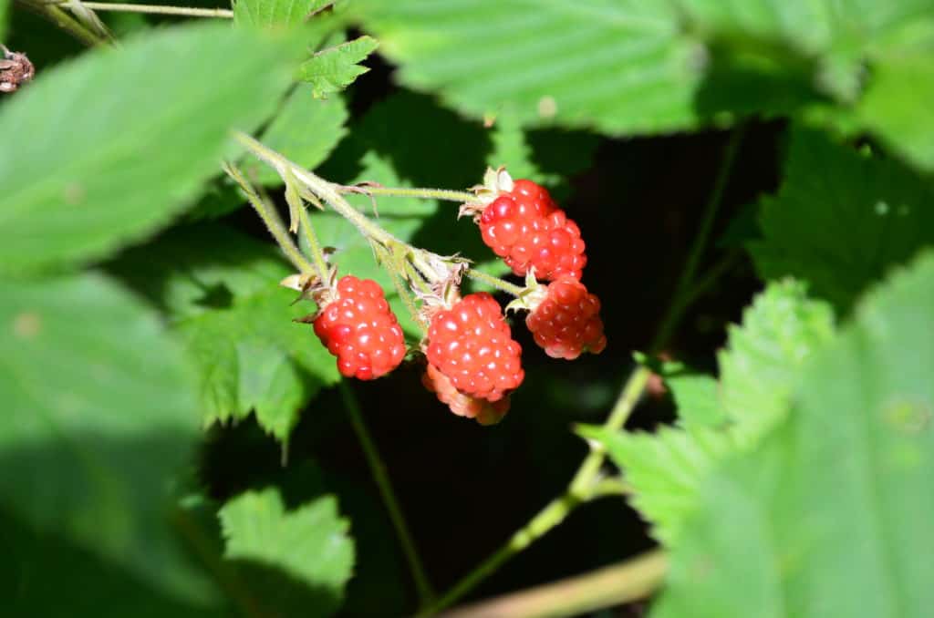Pinhook Bog (Indiana Dunes National Park) - Nomadic Niko