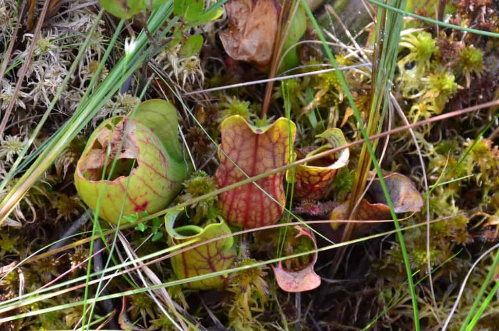 Pinhook Bog (Indiana Dunes National Park) - Nomadic Niko