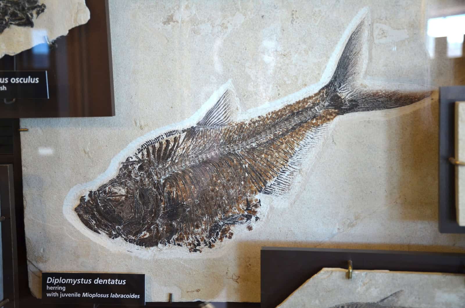 Fossil Butte National Monument in Wyoming: America's Aquarium
