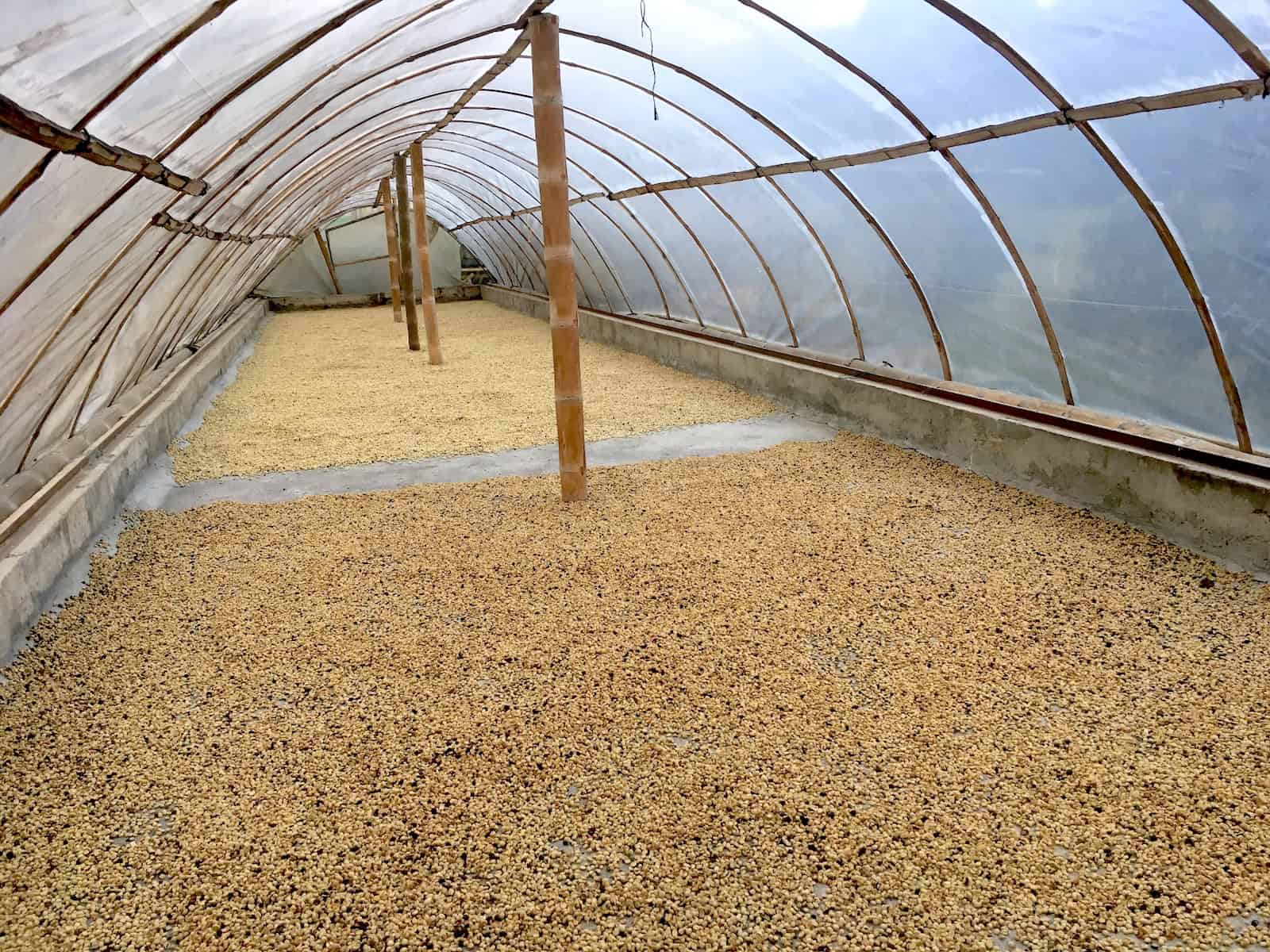 Coffee Tours in Salento, Colombia: 3 Options for Coffee Lovers